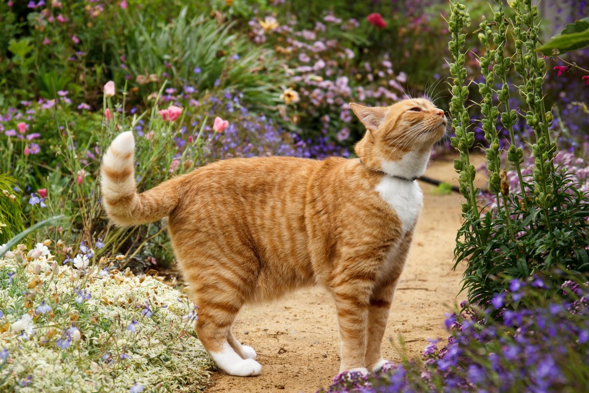 4 plantes toxiques pour votre chat à absolument connaître – Felinspa